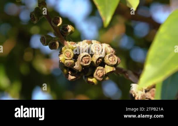 Evergreen tree seed pods Stock Videos & Footage - HD and 4K Video Clips ...