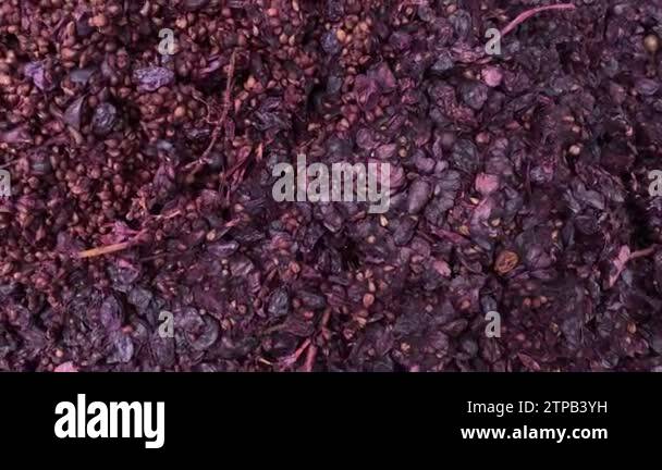 Wine making process. Fermented grapes after pressing. Natural abstract ...