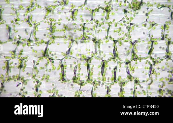 Chloroplasts microscope Stock Videos & Footage - HD and 4K Video Clips ...