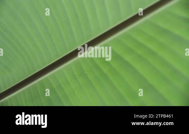 Banana tree leave close Stock Videos & Footage - HD and 4K Video Clips ...