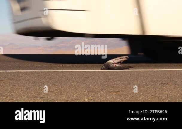 Dead pigeon on the highway. bird was hit by a car. Carcass of animal ...