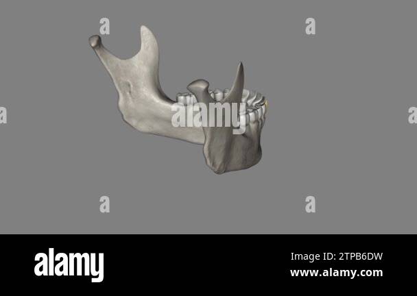 The mandibular canine is the tooth located distally from both ...