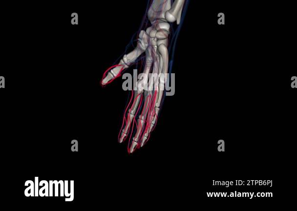 Proper palmar digital arteries Stock Videos & Footage - HD and 4K Video ...