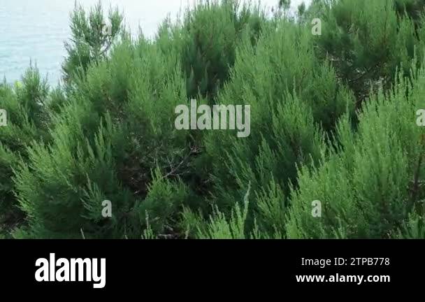 Juniperus foetidissima, foetid juniper, stinking juniper, family ...