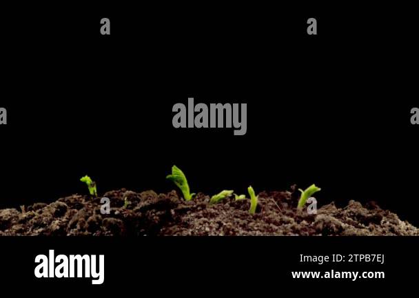 Rotation of Chickpeas Seeds Germination on Black Background. Timelapse ...