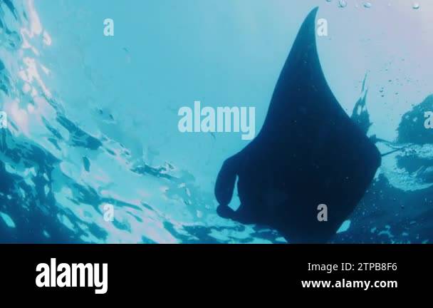 The giant oceanic manta ray, giant manta ray or oceanic manta ray ...