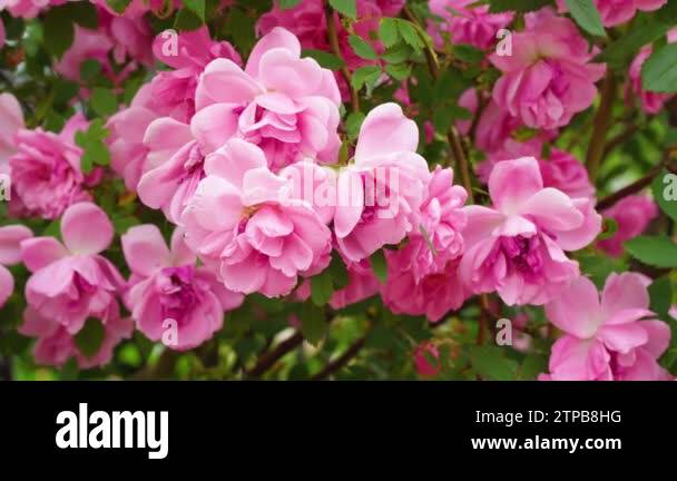 climbing rose. Bush rose blooms. Shrub roses shrub roses are a group ...