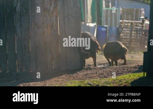 Livestock farm animals rare breed Stock Videos & Footage - HD and 4K ...