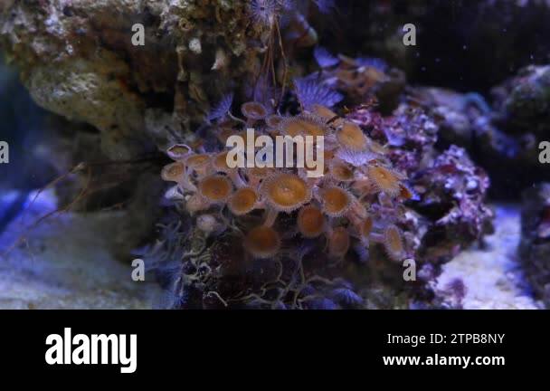 Palythoa Brown Button polyp move head tentacle and hunt for food in ...
