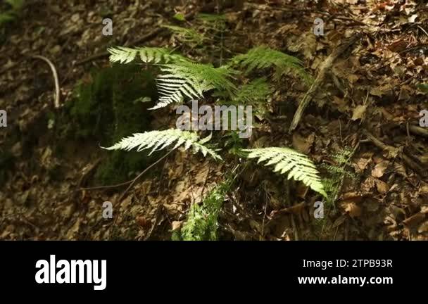 Beautiful fern leaf texture in nature. Natural ferns blurred background ...