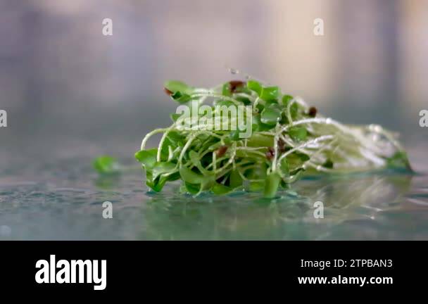 Rain trace Stock Videos & Footage - HD and 4K Video Clips - Alamy