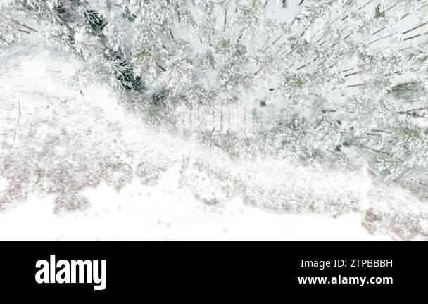 Beautiful aerial rotating top-down view of snow covered pine forests ...