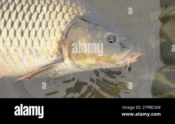 Carp head Stock Videos & Footage - HD and 4K Video Clips - Alamy