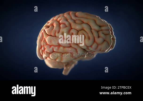 Realistic human brain spinning. Loopable animation Stock Video Footage ...