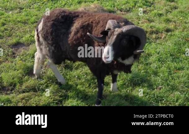 A male ram sheep Stock Videos & Footage - HD and 4K Video Clips - Alamy