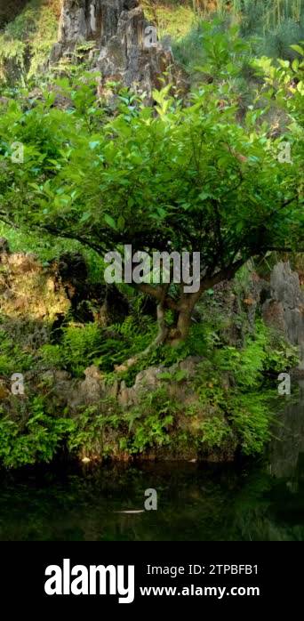Pond tower Stock Videos & Footage - HD and 4K Video Clips - Alamy