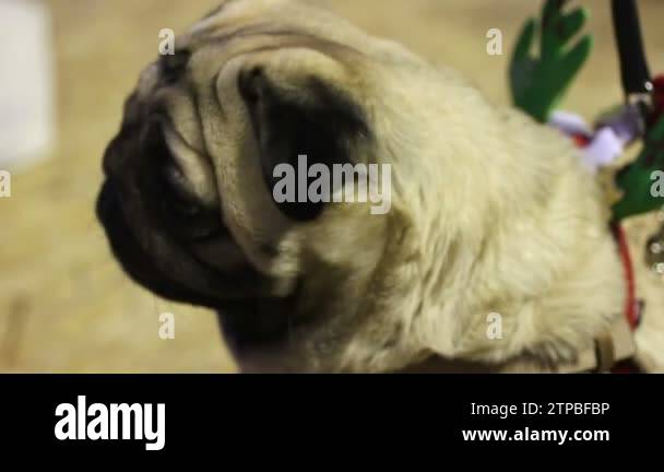 Stressed dog Stock Videos & Footage - HD and 4K Video Clips - Alamy