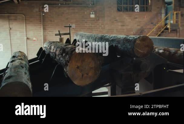 Log wood moves on belt in sawmill to the saw machine. Pine tree trunks on lumber factory ...