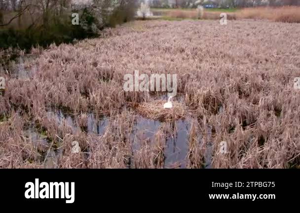 Swan life cycle Stock Videos & Footage - HD and 4K Video Clips - Alamy