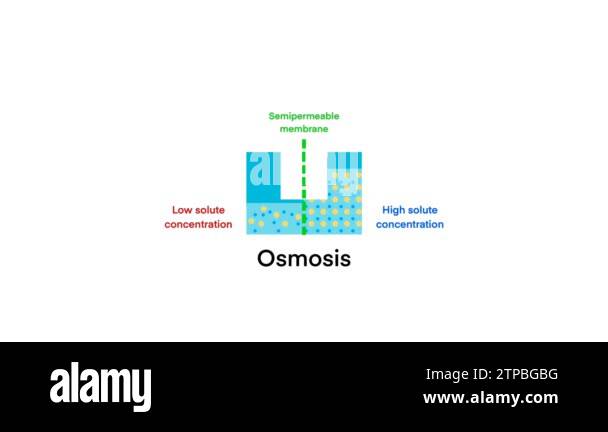 Osmosis diffusion process isolated diagram, Simple reverse osmosis ...