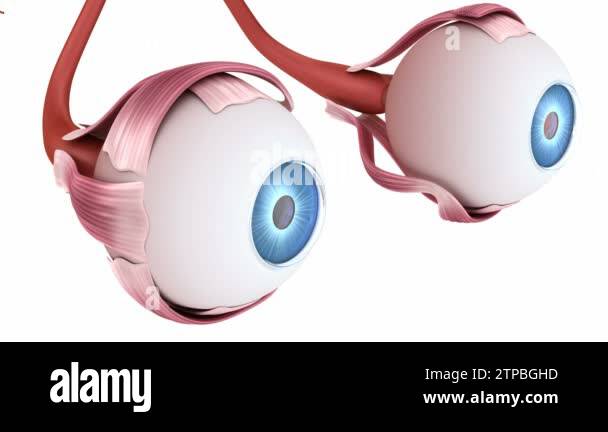 Eye anatomy - inner structure, Medically accurate 3D animation Stock ...