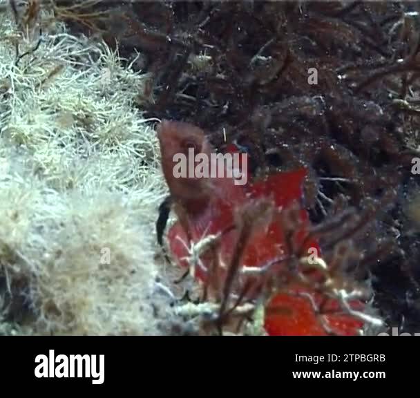 The most beautiful fish of the Black Sea. Triplefin blenny ...