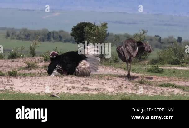 Ostrichs, Struthio camelus, Male and Female,Courtship displaying before ...
