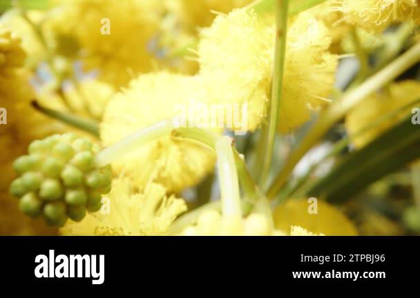 Macro photography of yellow mimosa flowers, a camera inside tree ...