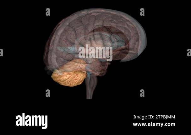 The cerebellum is a part of the brain that plays a vital role in most ...