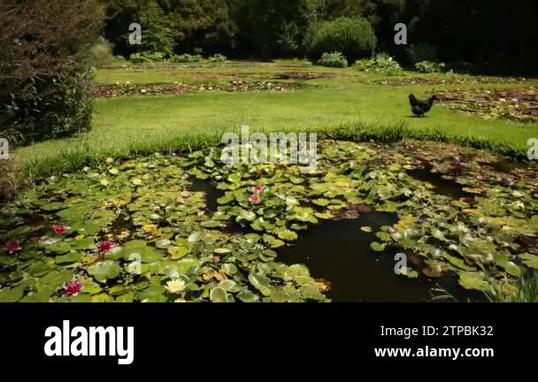 Water garden. View of a black chicken walking around the ponds and ...