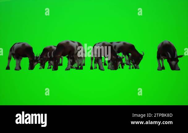 3D animation of a herd of white and brown goats in the mountains low ...