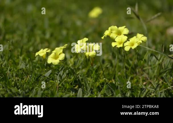 English weed Stock Videos & Footage - HD and 4K Video Clips - Alamy