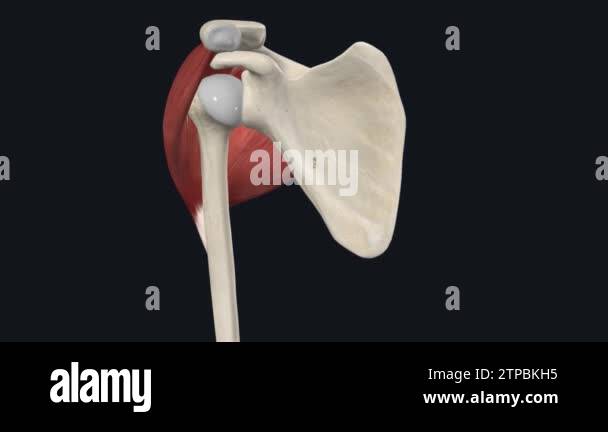 The deltoid is formed of acromial, clavicular and scapular spinal parts ...