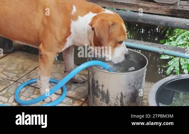 dog drinking water from a bowl.pit bull dog drinking water in a bucket ...