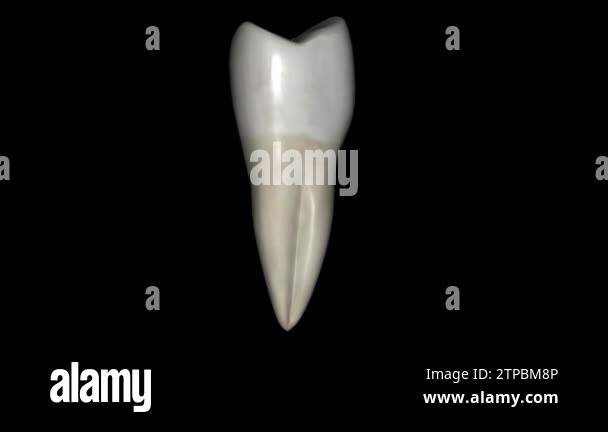 The mandibular second premolar is the tooth located distally from both ...