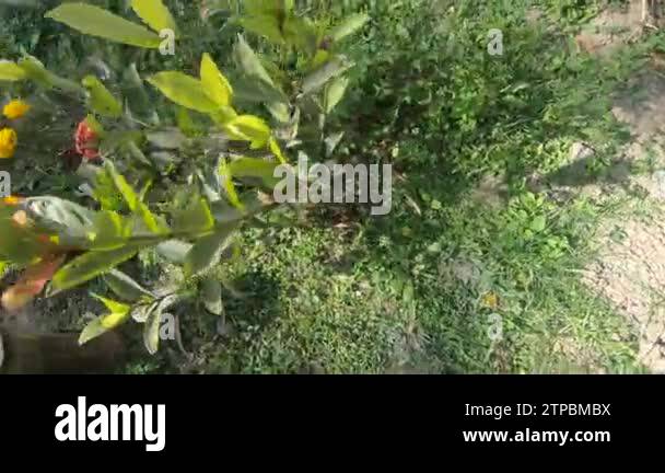 Flora and fauna on phumdi (floating plants ), Manipur Stock Video ...