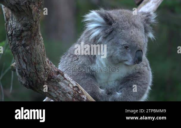 Koala ears Stock Videos & Footage - HD and 4K Video Clips - Alamy