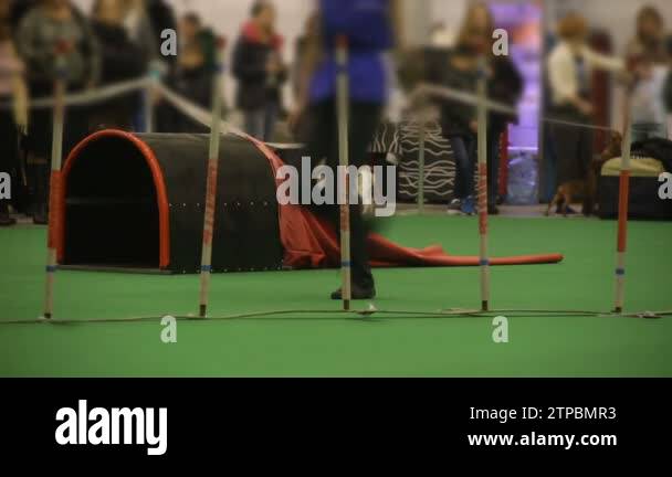 Agility show dog Stock Videos & Footage - HD and 4K Video Clips - Alamy