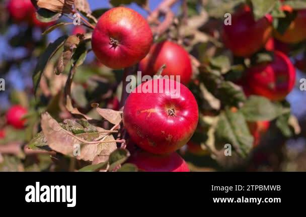 Apple orchard with red apples close-up. Branch with apples on background of apple orchard in ...