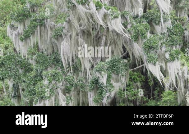 tall tree covered with lichen in the native forests of the highlands in ...