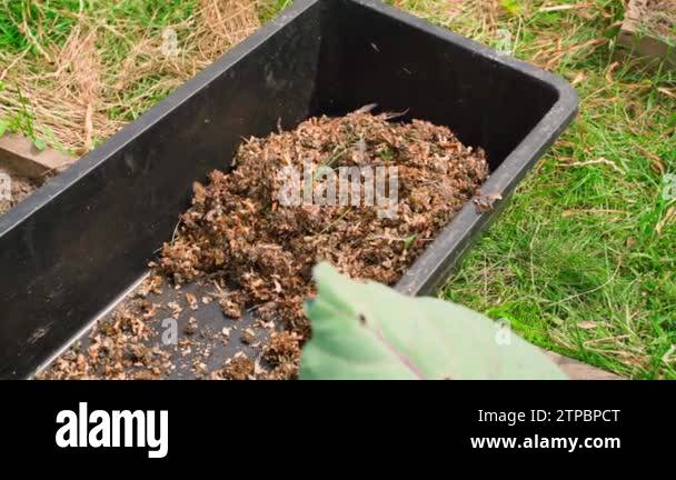 Plastic container with organic bird droppings and sawdust fertilizer ...