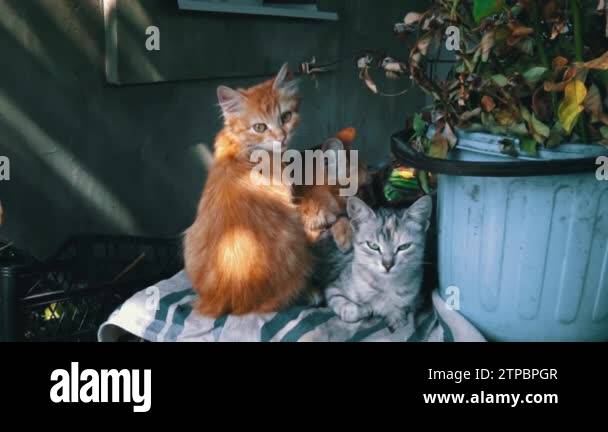 Dirty stray kittens are warming themselves with their mother in a small ...