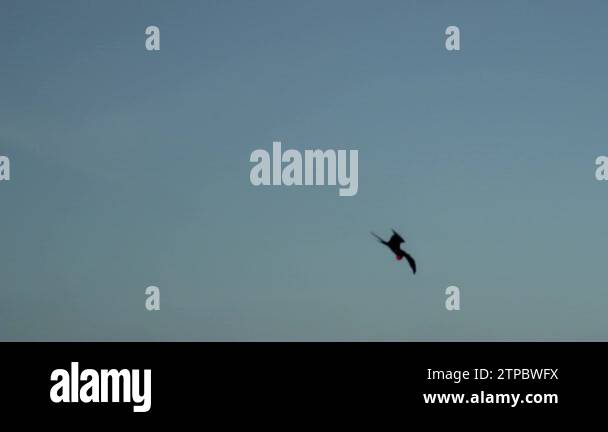 Magnificent frigatebird, Fregata magnificens, a big black sea bird with ...