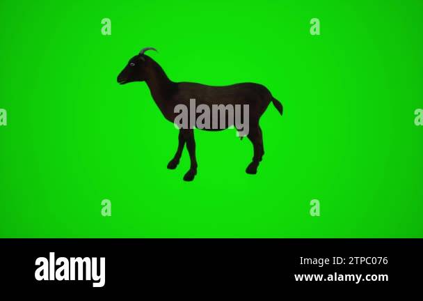 3D animation of black goat in green screen nature 3d people redner ...