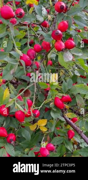 A bush of ripe rosehip berries. A type of dicotyledonous flowering ...