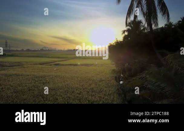 drone moves over growing farm rice fields past palms to hills against ...