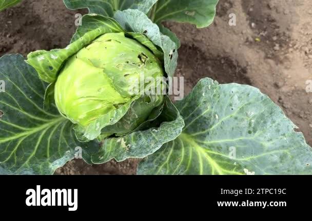 White Cabbage damaged by caterpillars and slugs in the garden with ...