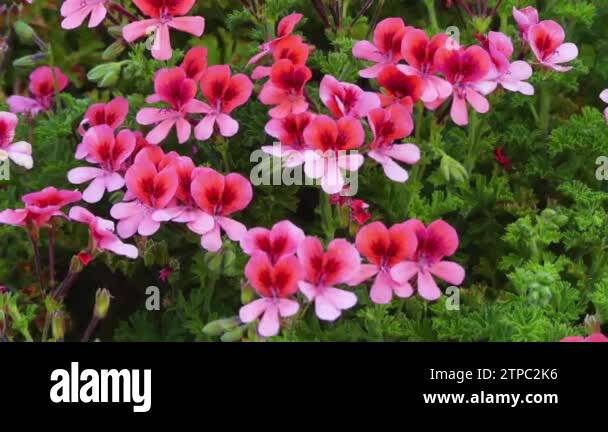 Species of geranium Stock Videos & Footage - HD and 4K Video Clips - Alamy