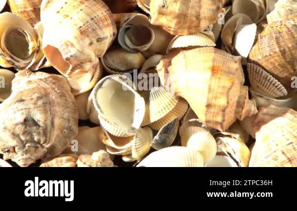 Sea shells on the beach. Summer background. Rapan conch shell top view ...