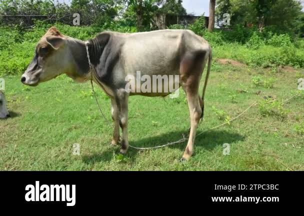 The calf is grazing in the green field. Indian calf in the field. Cute ...